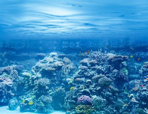 Mar U Océano Subacuático Con El Arrecife De Coral Y El Trópico Foto de