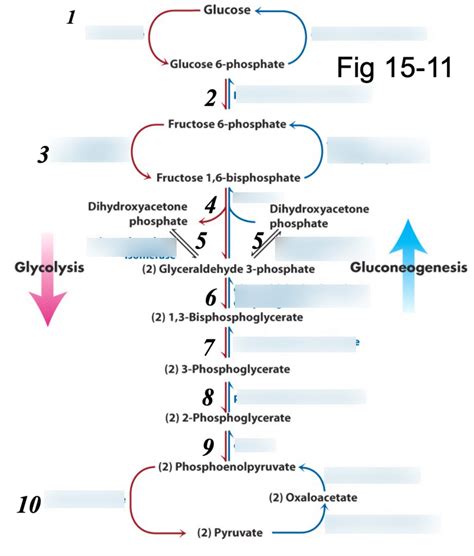 Glycolysis Diagram Quizlet