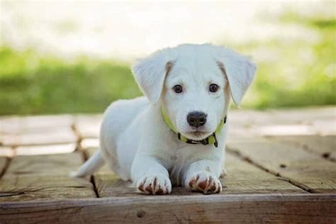 Por qué mi perro sangra por el ano Hemorragias anales en perros
