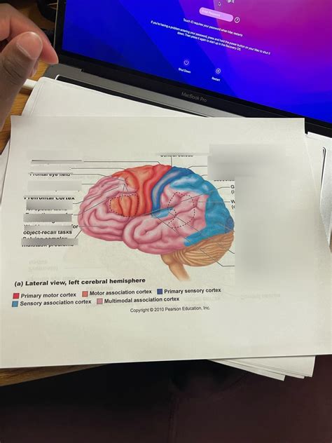 Lateral Veiw Of Left Cerebral Hemisphere Diagram Quizlet