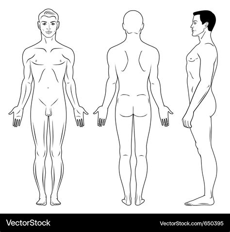 Naked Standing Man Royalty Free Vector Image Vectorstock
