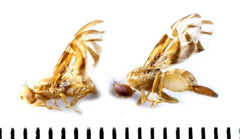 Adultos Da Mosca Das Frutas Anastrepha Fraterculus Esquerda Macho
