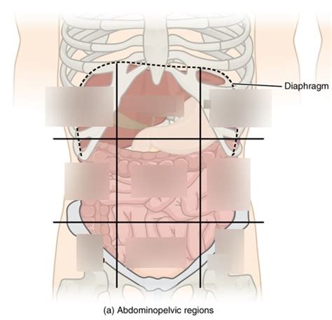 CH 1 ABDOMINAL REGIONS LABEL AND QUADRANTS Diagram Quizlet