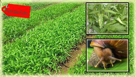 5 Cara Mengatasi Hama Dan Penyakit Tanaman Jagung Dengan Mudah