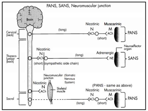 DHP 03 Autonomic Pharmacology Parasympathetic Flashcards Quizlet