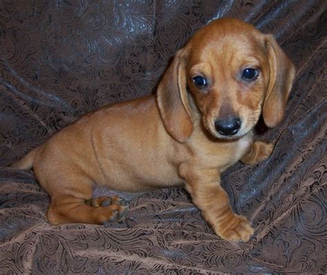 Short Haired Mini Dachshund My Favorite Mini Dachshund Puppies