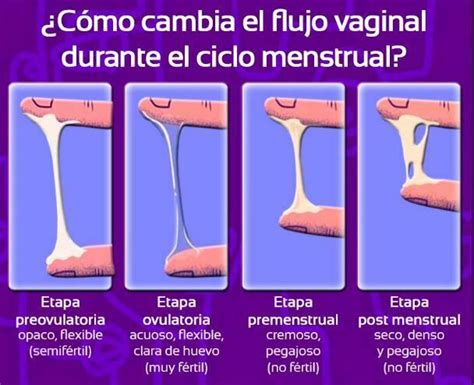 MESTRUACION Y EMBARAZO Flashcards