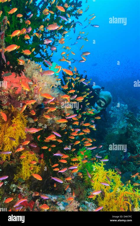 Colorful Fish Swimming In Coral Reef Stock Photo Alamy