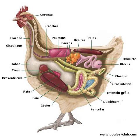 Anatomie Et Morphologie De La Poule Et Du Coq