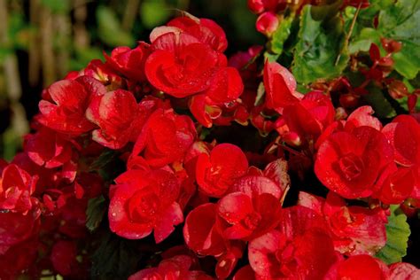 Begonia zimowa Begonia elatior wygląd wymagania i uprawa