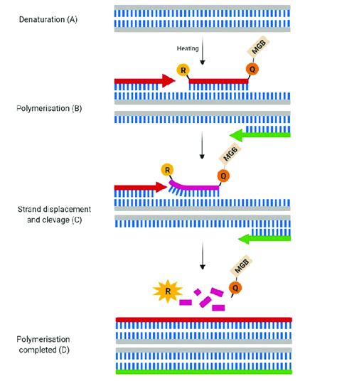 Polymerase Chain Reaction Wikipedia 45 OFF