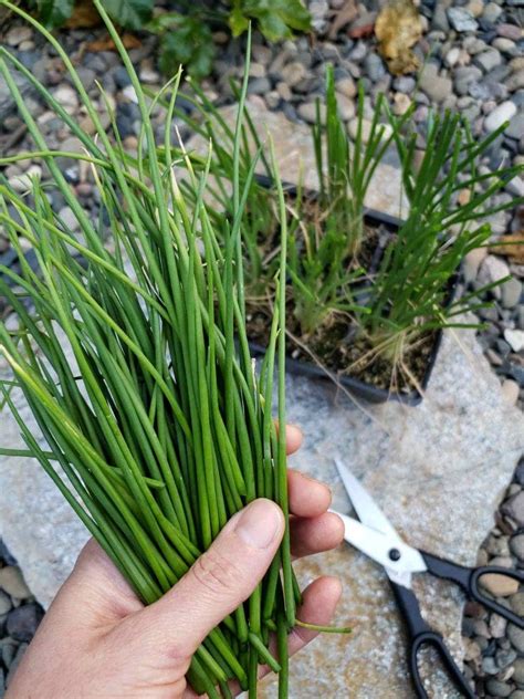 13 Fast Growing Vegetable Crops For The Fall Garden Homestead And Chill