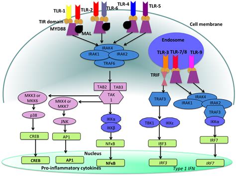 Frontiers TLR Agonists As Modulators Of The Innate Immune Response