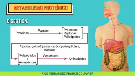 Digestión de proteínas Javier Rios uDocz