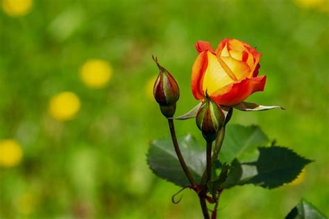 Bouturage rosier comment faire A quelle période