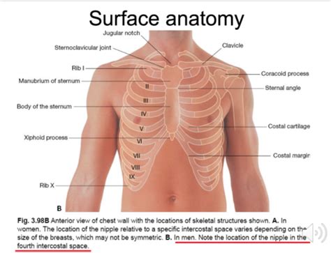 Thoracic Walls Lungs Flashcards Quizlet