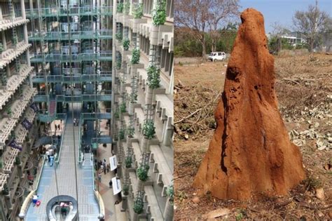 BIOMIMÉTICA Qué es y EJEMPLOS inspiradores de BIOMÍMESIS