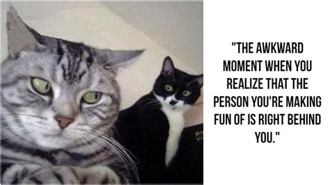 These 55 Funny Cat Memes Will Make You Laugh Right MEOW