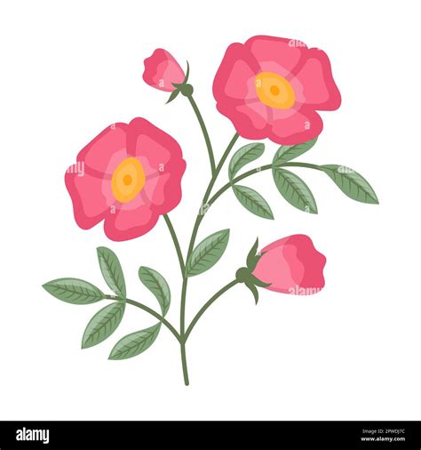 Buttercup Forest Stock Vector Images Alamy