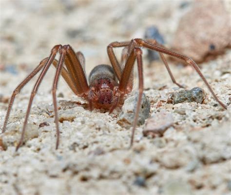 Morso Di Ragno Violino Come Riconoscerlo Cosa Fare