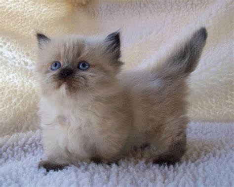 Munchkin Kedisi Bakımı ve Özellikleri Kedi Cinsleri