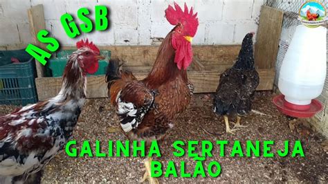 As galinhas sertaneja balão GSB genética de baixa grande Bahia YouTube