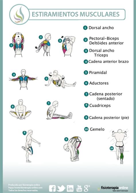 Descubre los mejores estiramientos musculares tipos características y