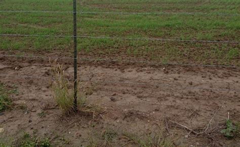 Se tienen sembradas más de 3700 hectáreas de trigo en la región