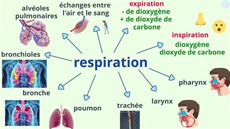 La respiration comment ça marche CM1 CM2 Maître Lucas