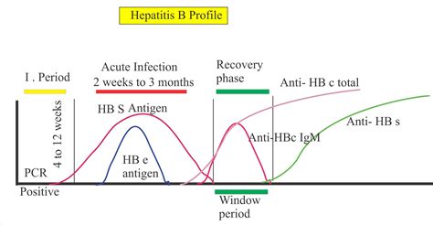 Hepatitis B Virus Part 4 Anti HBS Antibody ELISA HBV Labpedia Net