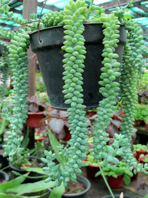 Burros Tail