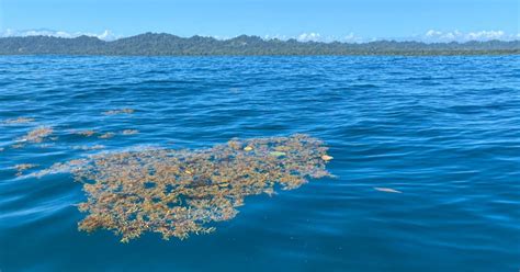 Confirman Arribo De Dos Especies De Sargazo En Las Costas Del Caribe Sur
