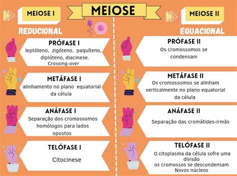 Meiosis
