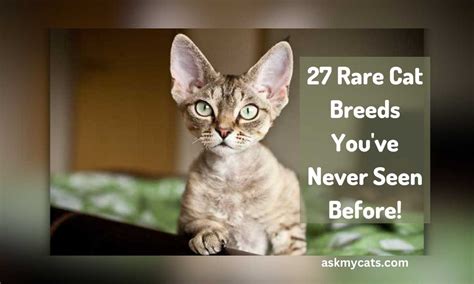 27 Rare Cat Breeds You Ve Never Seen Before