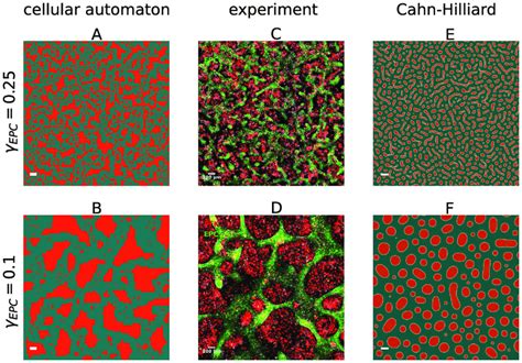 the cellular automaton reproduces morphology and size distribution of download scientific