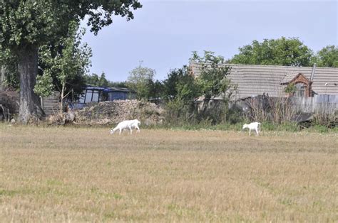 Czy rolnik odpowiada za szkody wyrządzone przez zwierzęta