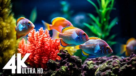 4K Stunning Underwater Wonders Of The Red Sea Relaxing Music Coral