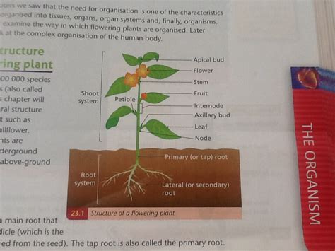 Structure Of Flowering Plants Flashcards Memorang