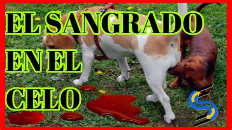 Por qué MI PERRA SANGRA mucho en el CELO YouTube