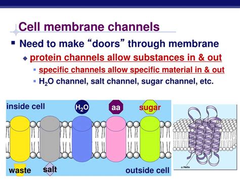 Ppt Cell Membranes Movement Across Them Powerpoint Presentation