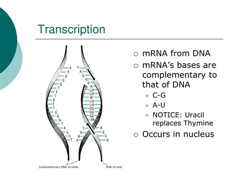 PPT Transcription And Translation PowerPoint Presentation Free