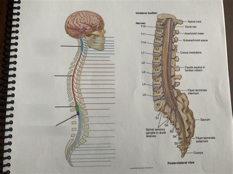 The Spinal Cord Diagram Quizlet