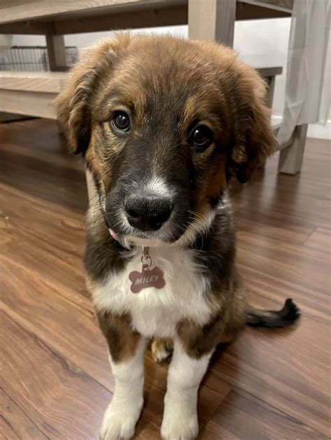 Пин от пользователя sydney evans на доске Puppy