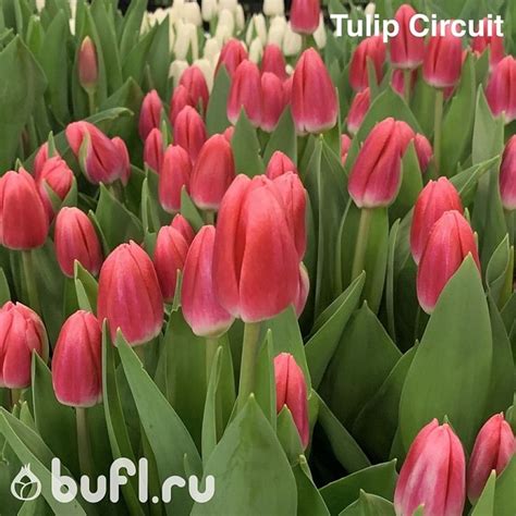 Tulip Circuit Bufl Ru