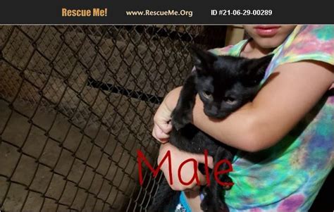 Adopt Domestic Cat Rescue Woodsfield Oh