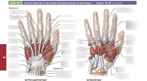 Intrinsic Muscles Of The Hand Diagram Quizlet