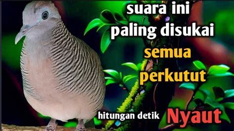 Pancingan Ampuh Perkutut Gacor Suara Paling Disukai Hitungan Detik