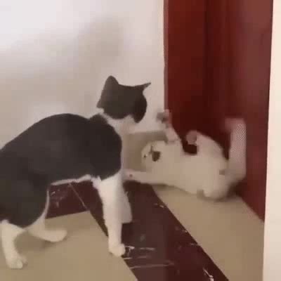 Cat The Tempo Coub The Biggest Video Meme Platform