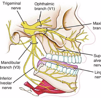 Pain Control Indications For Local Anesthesia Flashcards Quizlet