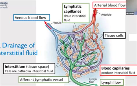 Lymphatic System Flashcards Quizlet